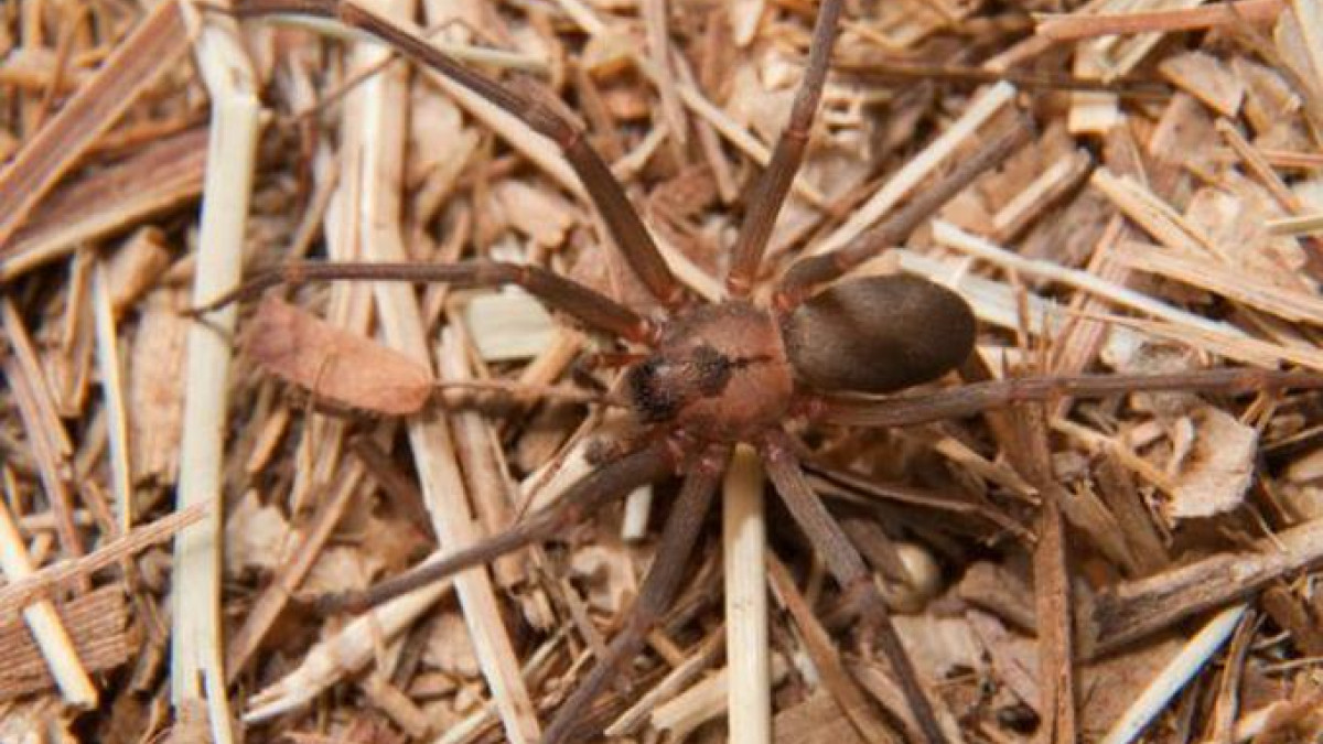 Síntomas De La Picadura De La Araña Reclusa Parda Araña Marrón Al