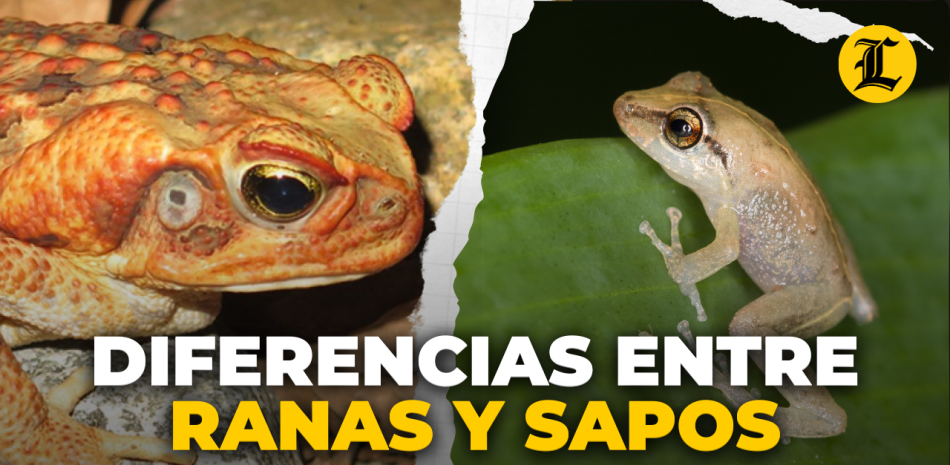 ¿Conoces la diferencia entre ranas y sapos?