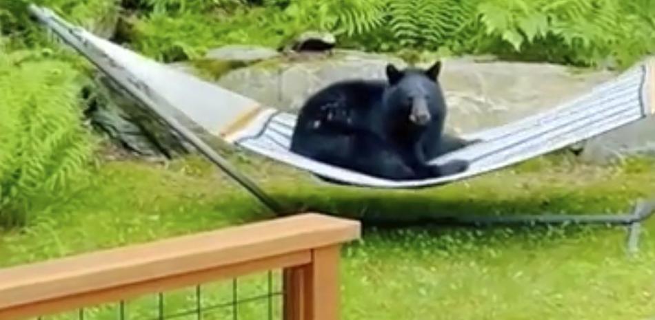 Oso es captado en video mientras se relaja en la hamaca de una casa en ...