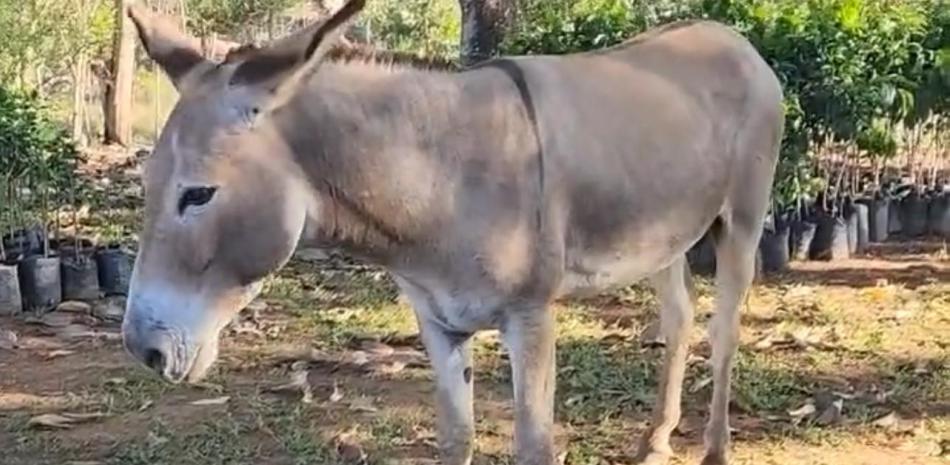 Ignacio, el querido burro de Rubby Pérez que comía en la mesa con él y ...