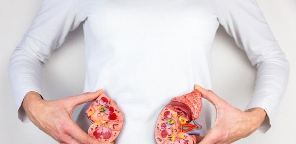 Importancia de los riñones