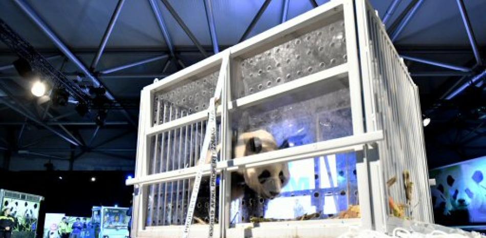 Dos osos panda llegan desde China a un zoo de Holanda