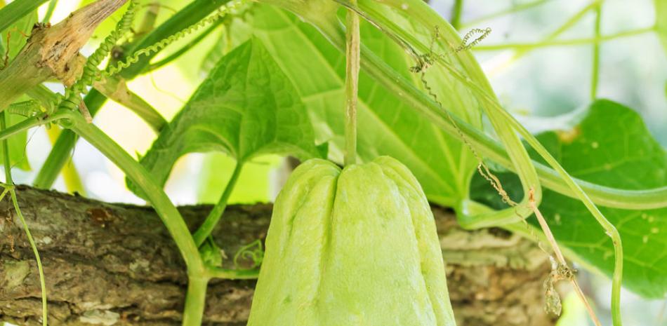 La tayota: con un centro lleno de sabor