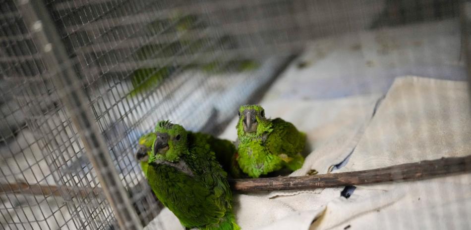 Descubren caso de contrabando de aves en el aeropuerto de Miami