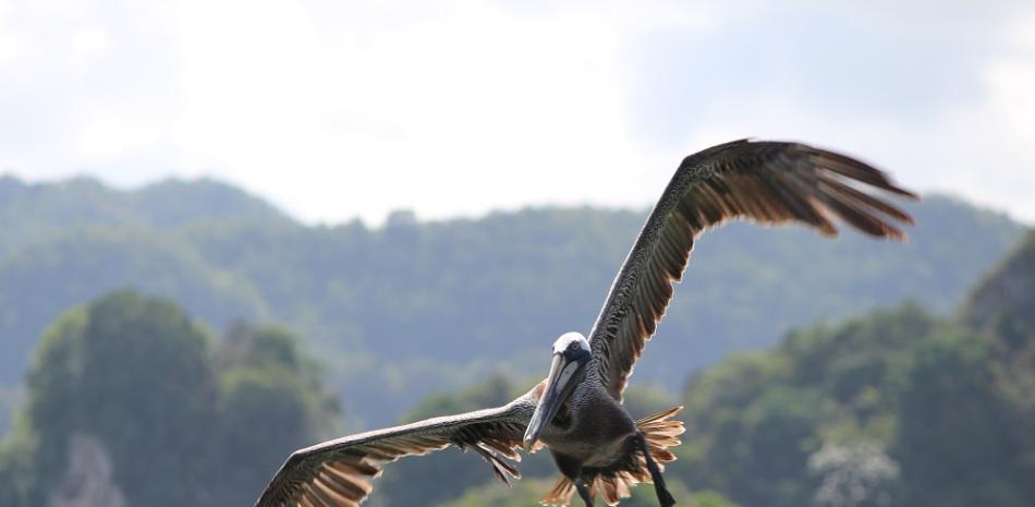 10 destinos en los que brilla la fauna dominicana