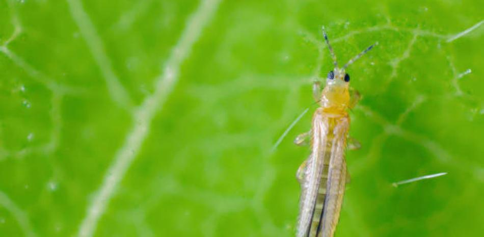 ¿Qué son los “trips”? Conozca lo que hace este insecto a la agricultura