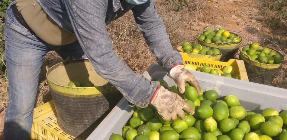 Arroz, ají cubanela, ajo criollo y limón subieron de precio en enero