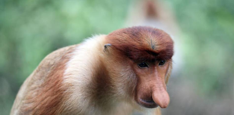 Monos más feos del mundo atraen a las hembras con su nariz