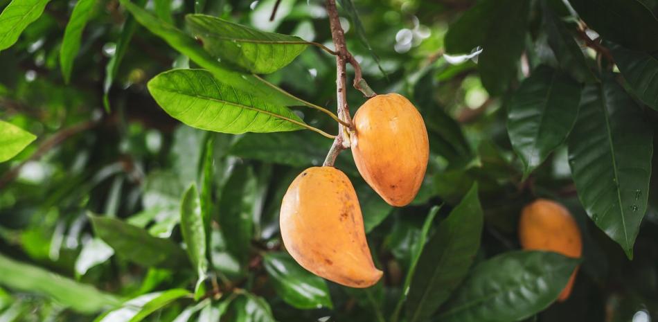 Canistel, una fruta de exótico sabor