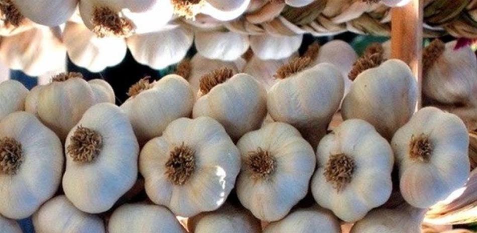 Productores denuncian pérdidas en la producción de ajo en Constanza por ...