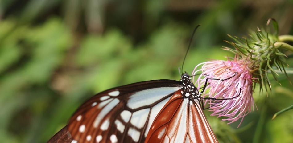 Una mariposa exótica bate un un récord migratorio tras volar 3,000 km ...