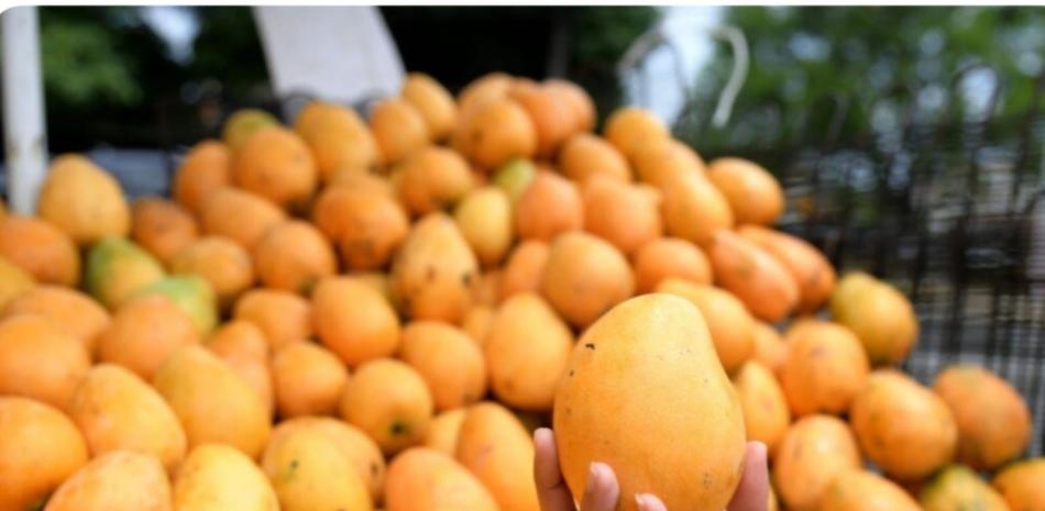 República Dominicana exportó más de 34 millones de mangos en 2025