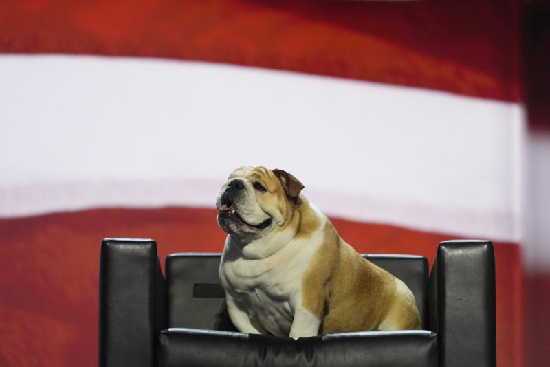 "Babydog", la bulldog de un gobernador republicano, la estrella ...