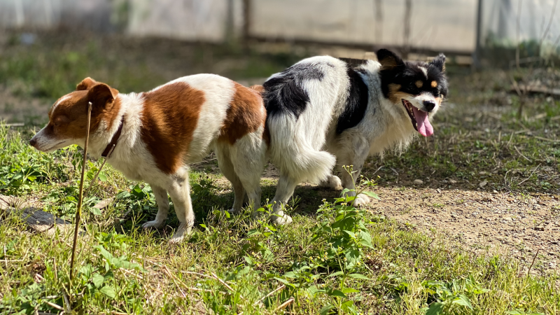 ¿Por qué los perros se quedan “pegados” cuando se aparean? Esto es todo ...