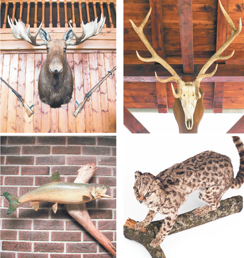 Animales disecados adornan los espacios