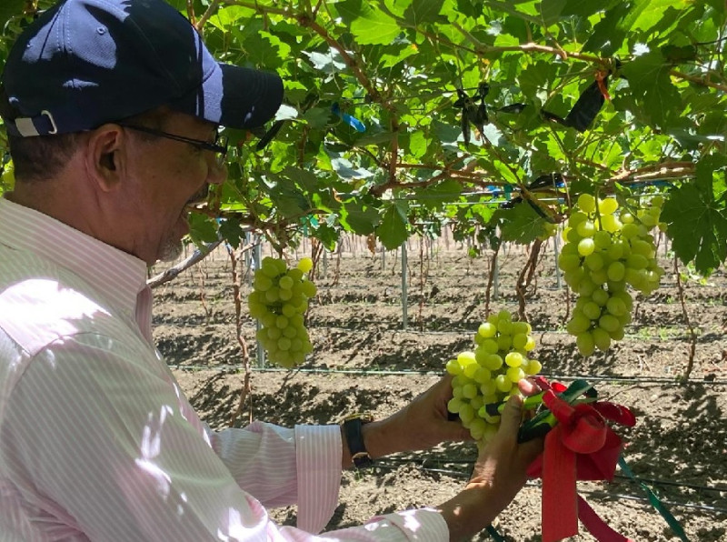 Universidad UFHEC inicia primera cosecha de uvas de mesa para exportación