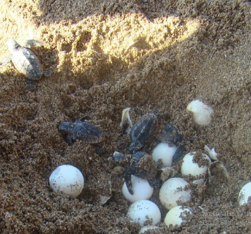 Las tortugas vuelven a Güibia