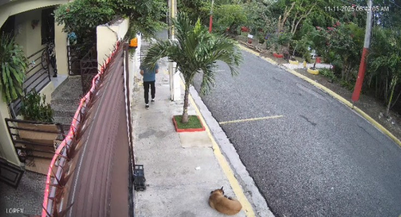 Denuncian envenenamiento de perros captado en cámaras y someterán a la ...