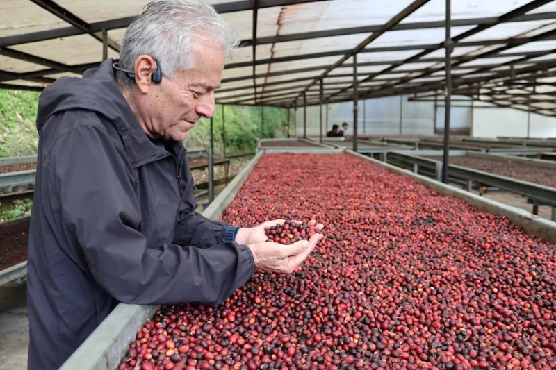 El "café más caro del mundo" en Panamá busca mantener el liderazgo pese ...