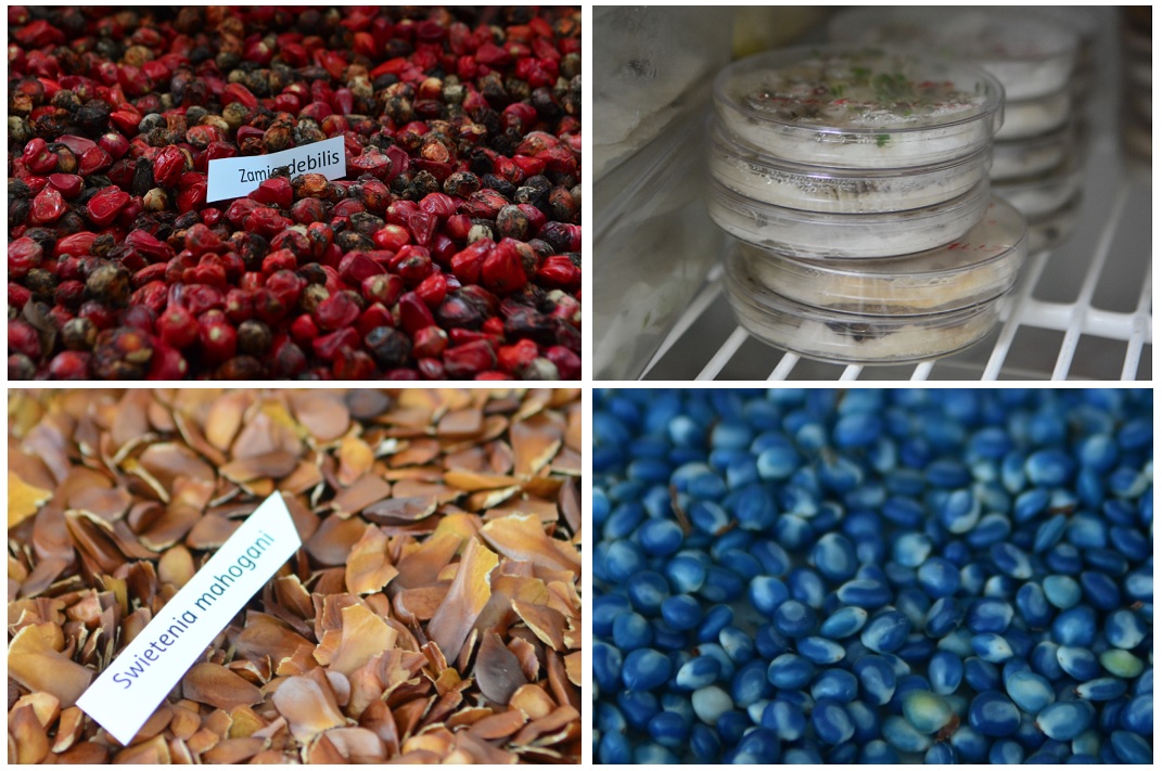 Jardín Botánico Nacional: patrimonio natural, científico y cultural ...