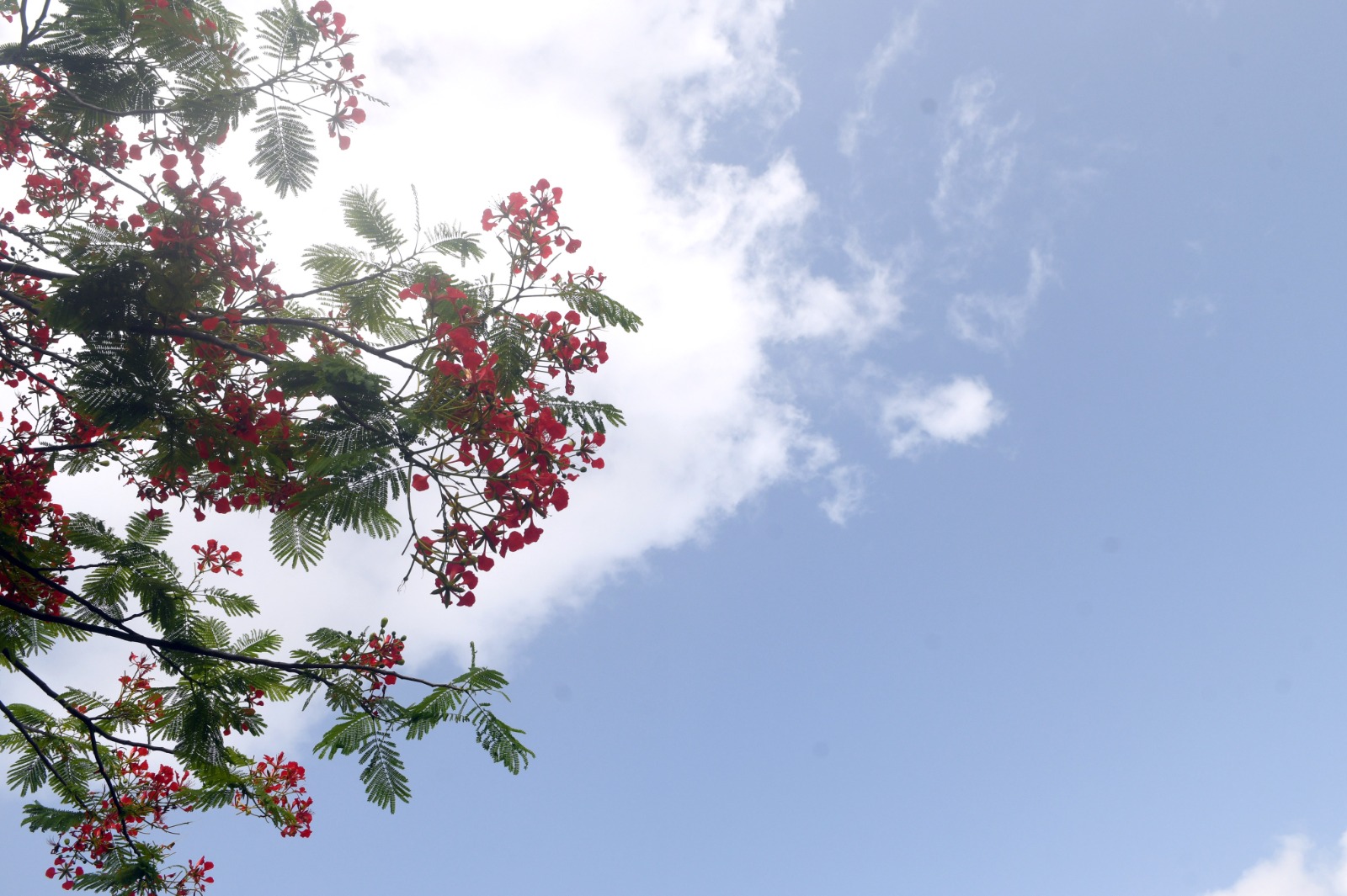 Se espera cielo opaco y grisáceo durante todo el domingo