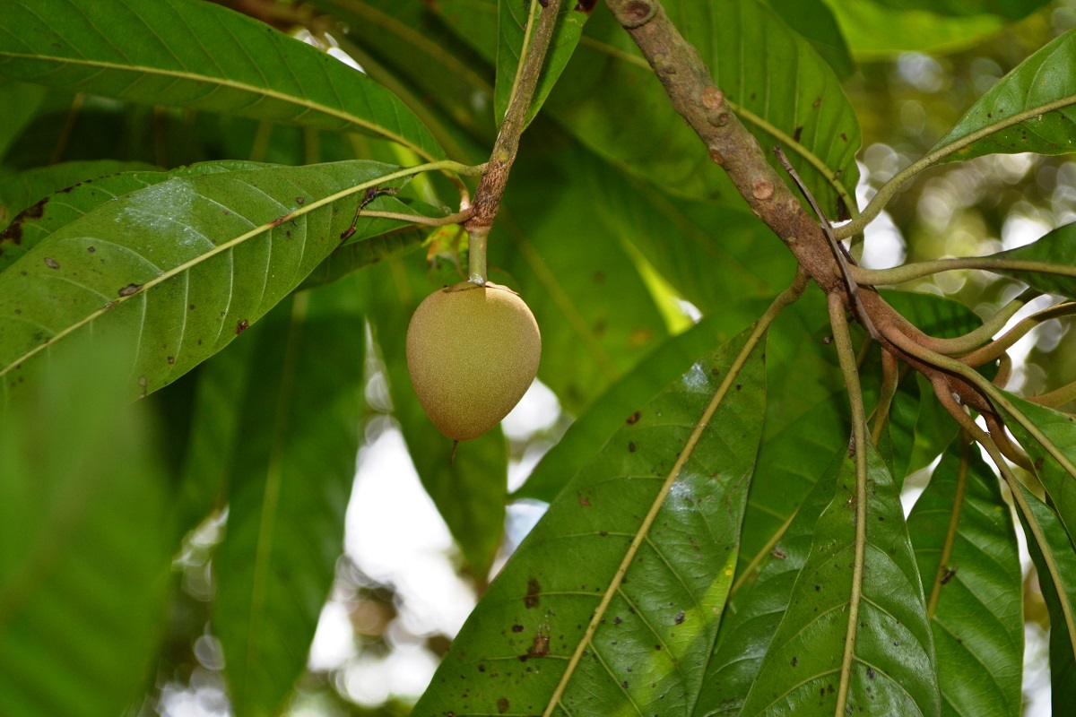 Canistel, una fruta de exótico sabor