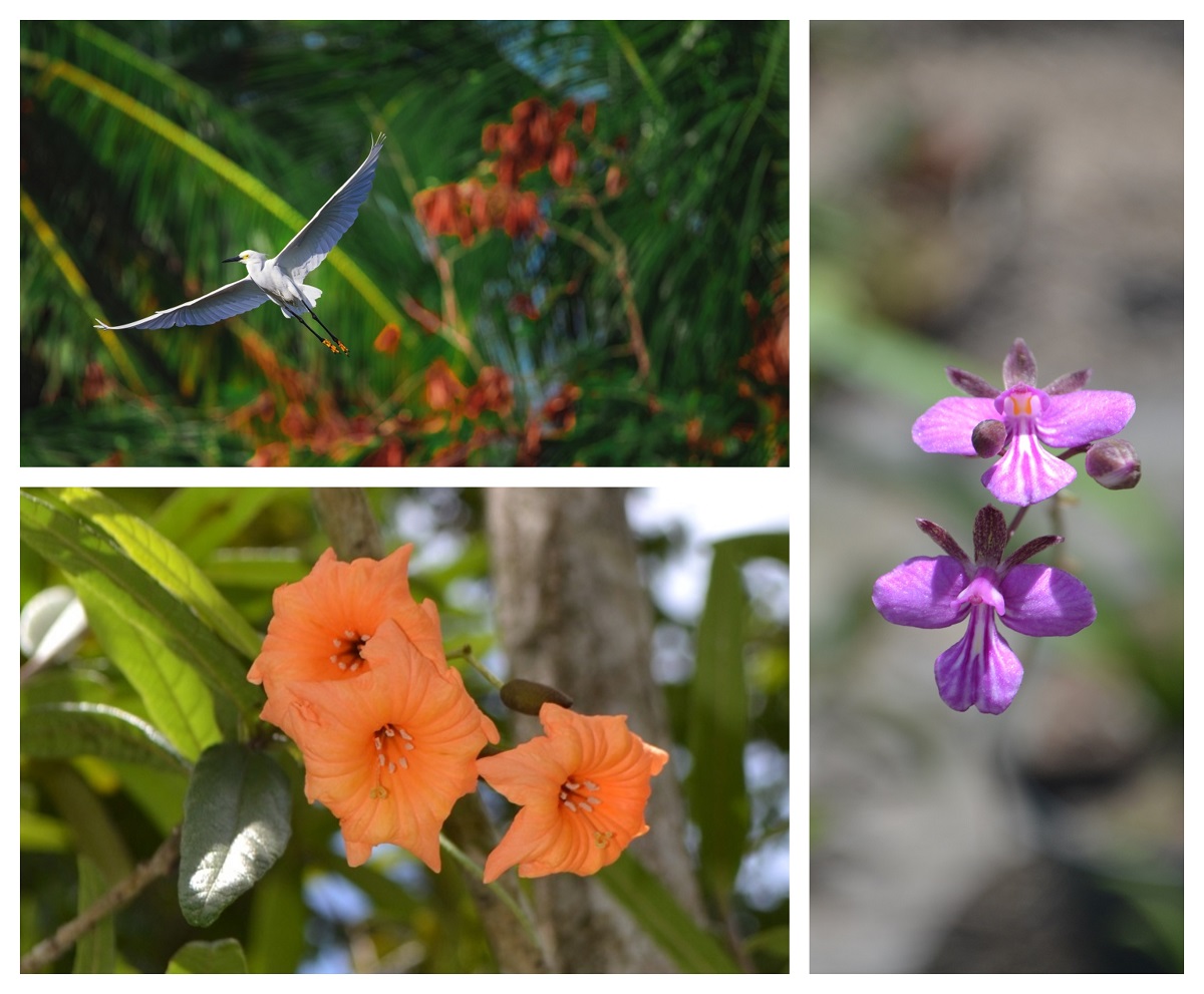 COP16: República Dominicana ratifica su compromiso con la biodiversidad