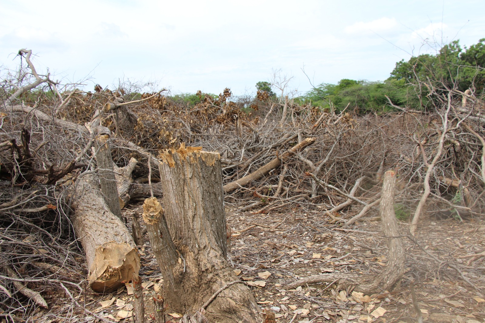 Armada y Medio Ambiente anuncian acuerdo para la protección de las ...