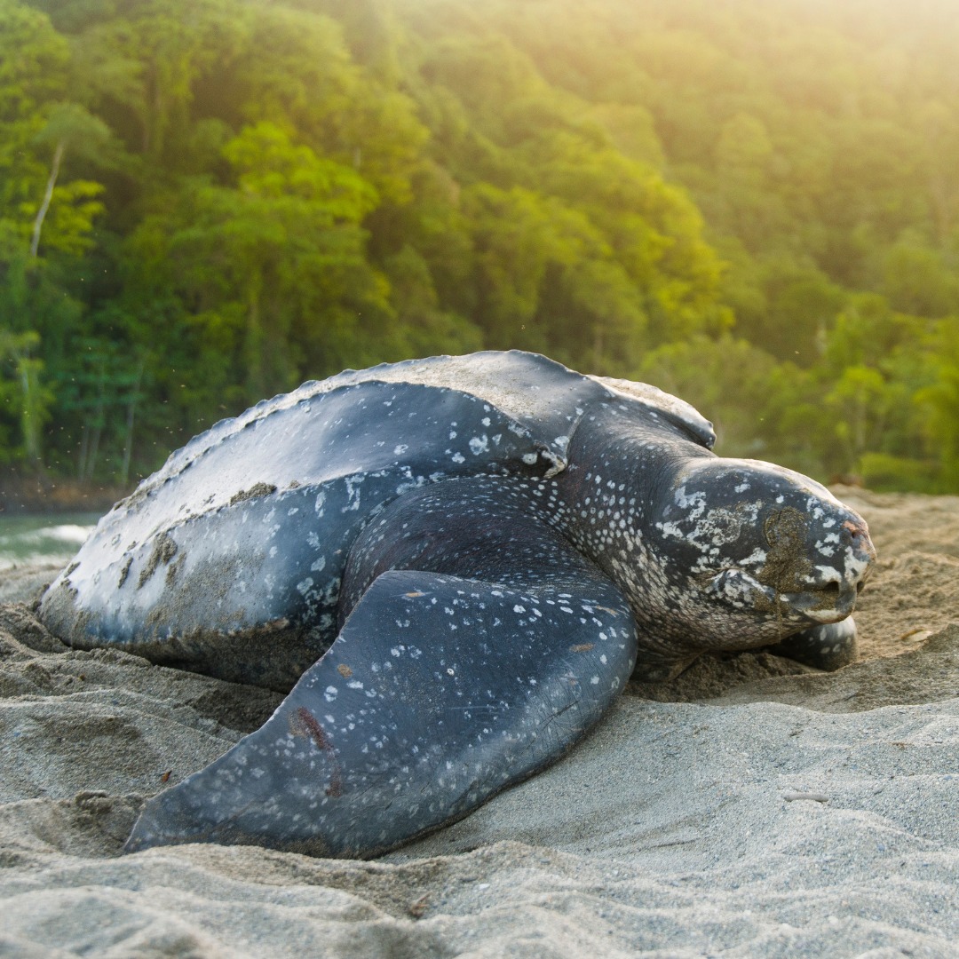 Tortuga tinglar, especie marina en peligro crítico de extinción