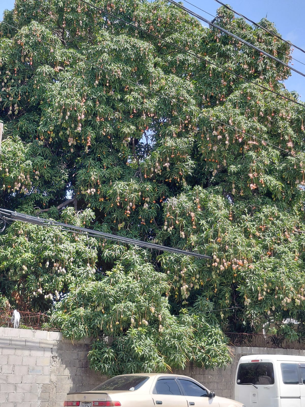Inician hoy la tradicional Feria del Mango en Baní